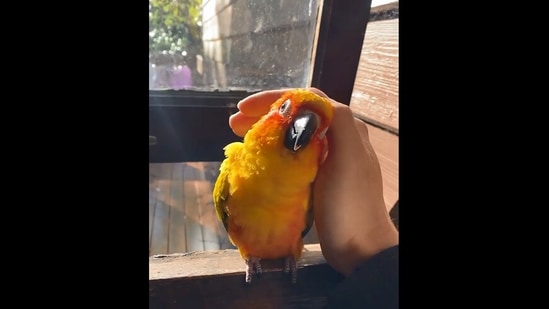 Meet the ‘naturally affectionate’ parrot that loves to squish and ...