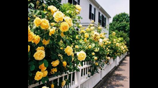 At home in the house with the yellow roses | Hindustan Times