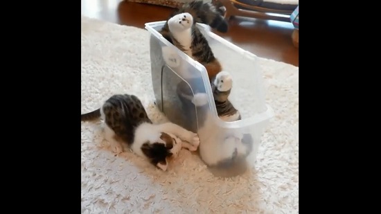 Cat reacts to another feline sitting inside a container, video goes ...