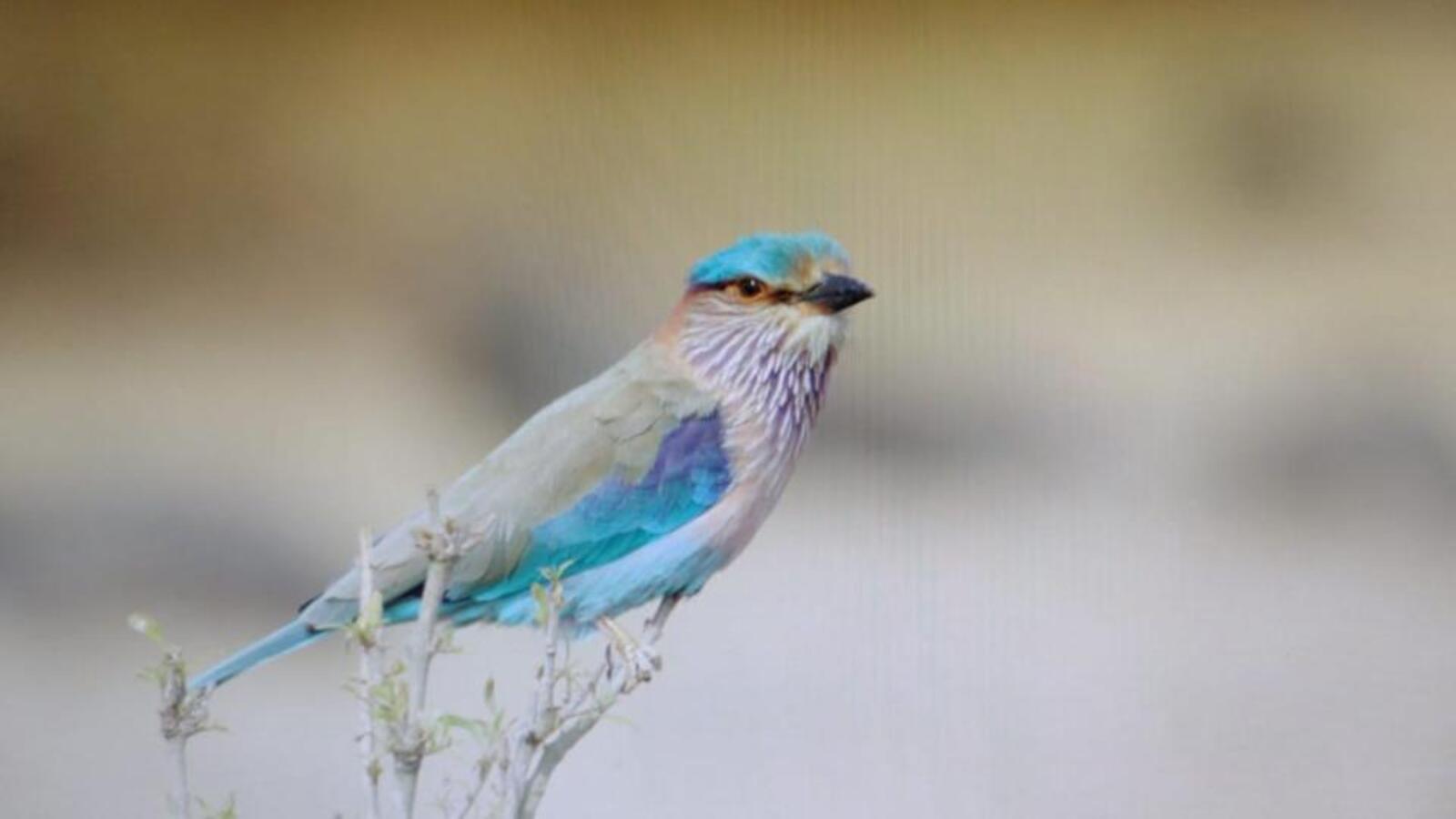 129 species of birds recorded during research at Mahatma tekdi in ...