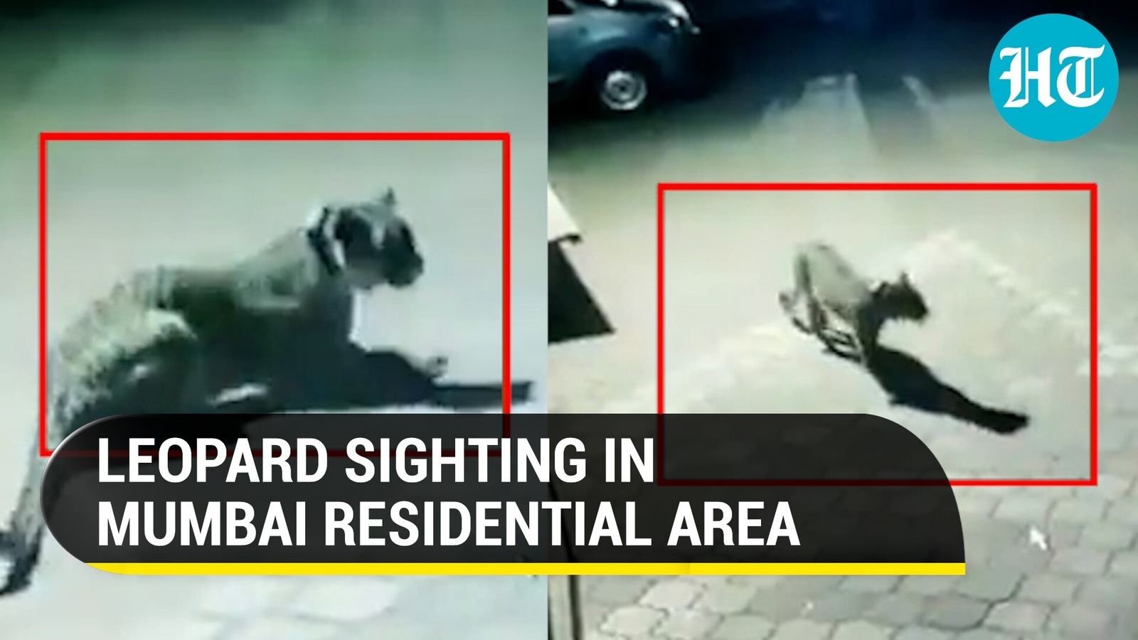 On cam: Leopard roams in Mumbai's Goregaon East, residents urged not to panic | Hindustan Times