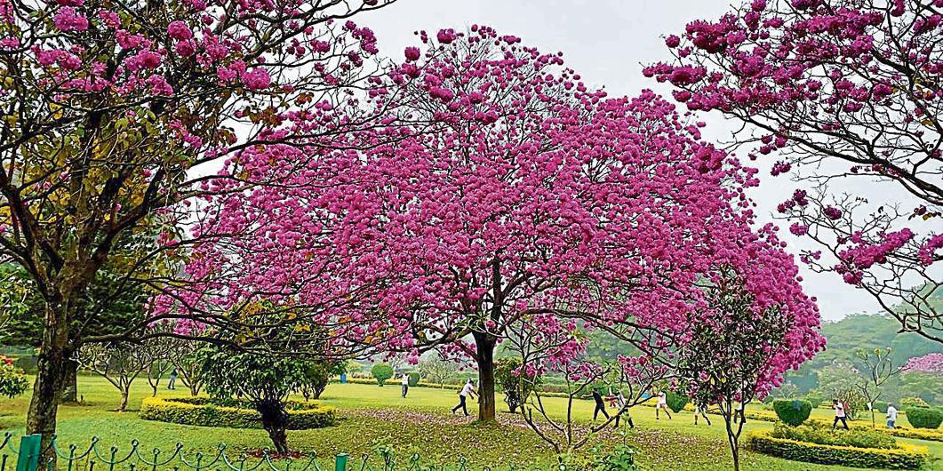 Bengaluru's Cubbon park to get new jogging track, fountains in November ...