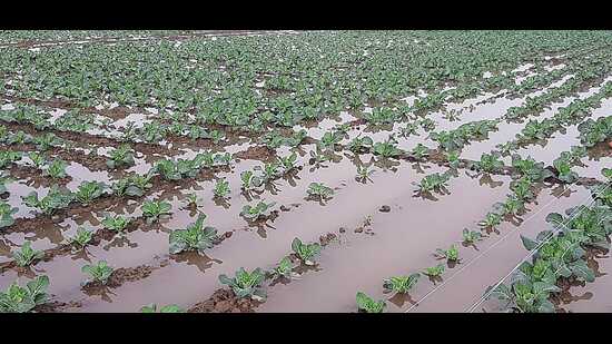 Unseasonal rainfall may damage crops, say Haryana growers | Hindustan Times