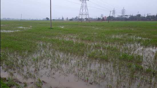 Ambala: Excess rains leave crops inundated for 2nd time this month ...