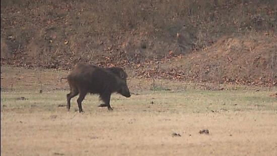 Men hunting for wild boar shoot farmer in chest in Mohali | Hindustan Times
