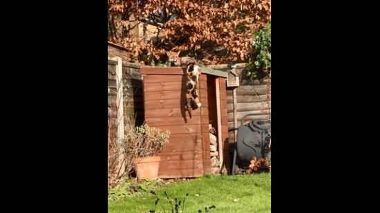 Cat climbing wall suddenly meets fox. Feline pauses for a moment, runs ...