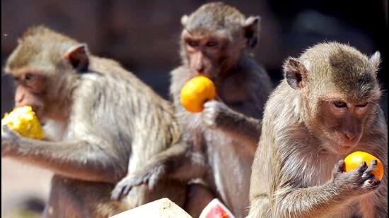 Odisha village decides to boycott panchayat polls over monkey menace ...