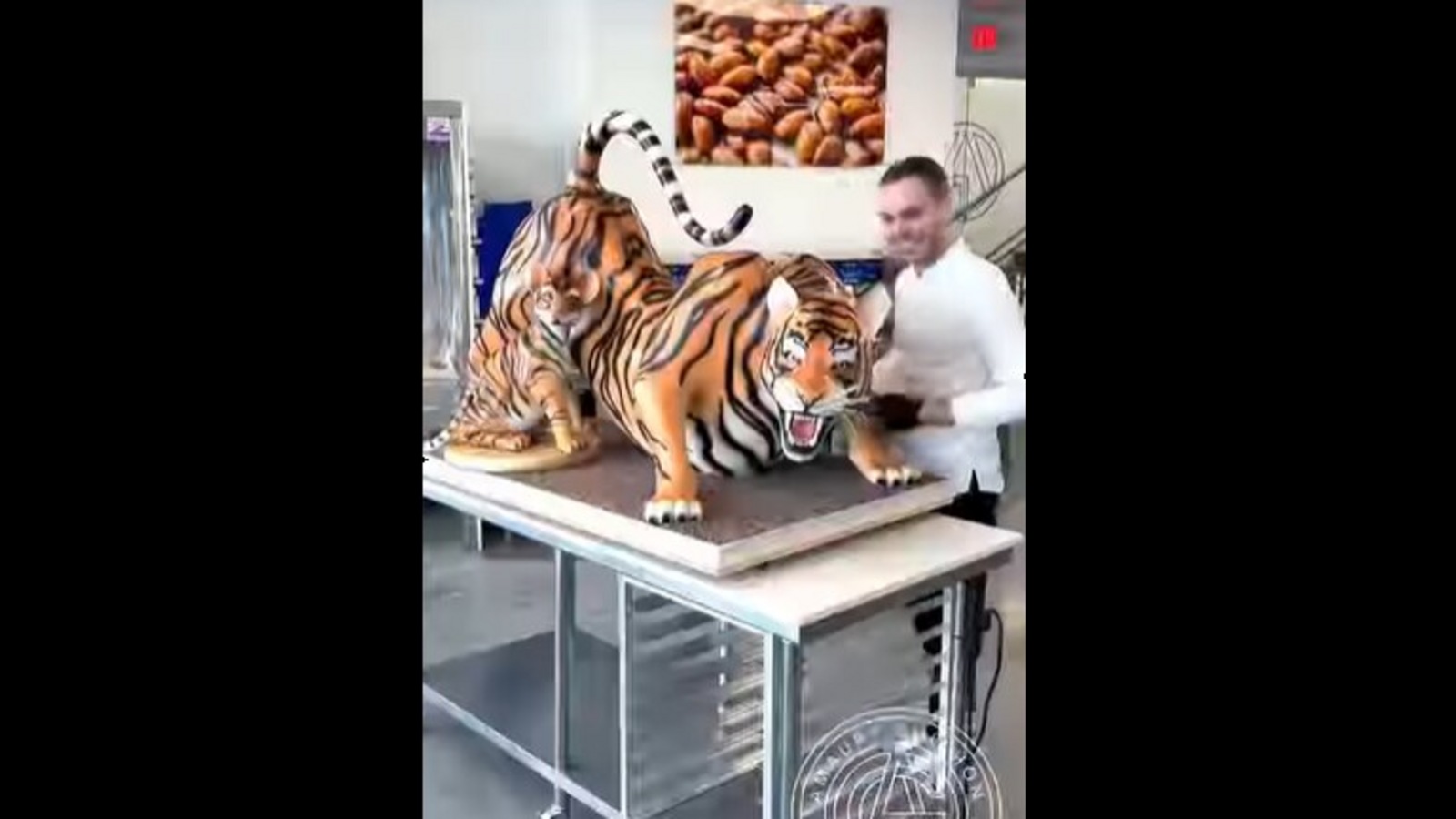 Chef makes detailed sculpture of chocolate tigers, viral video is worth ...