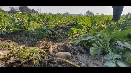 Erratic rain, cloudy weather for over a month damage half of potato ...