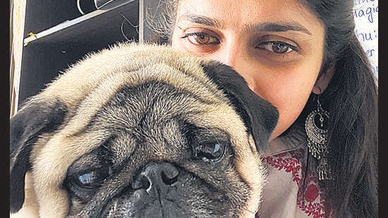 Don’t ruff it out: New companies ease immigration, travel for pets ...