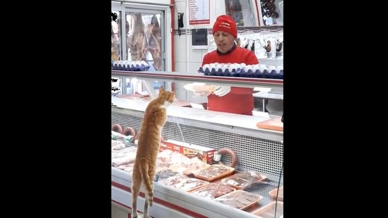Adorable catto 'buying' food from friendly vendor is a delightful watch ...
