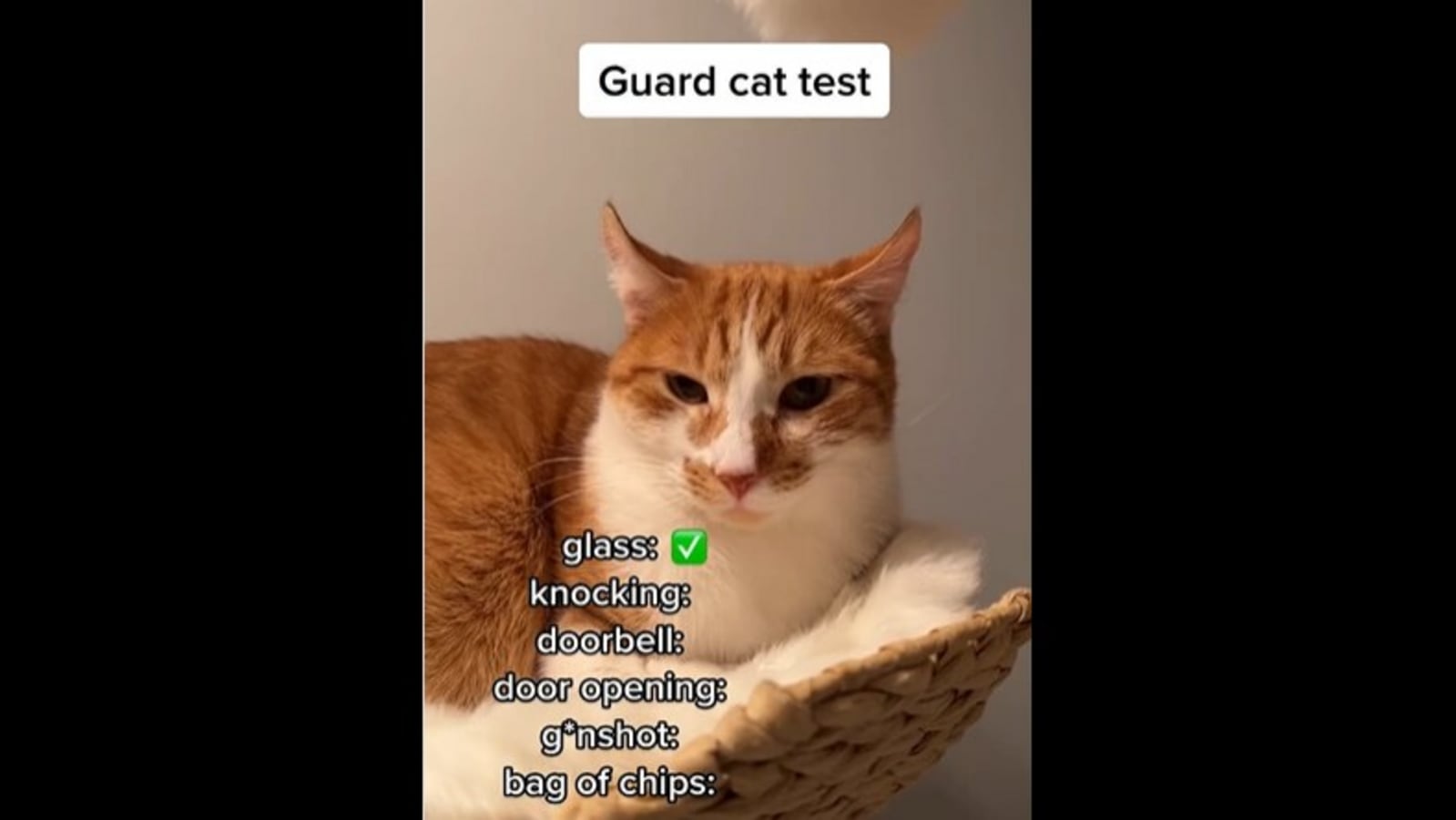 Catto passes ‘guard cat test’ with flying colours. Watch to know what ...