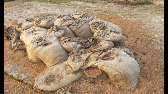 Tonnes of wheat meant for public distribution found rotting in rain in ...