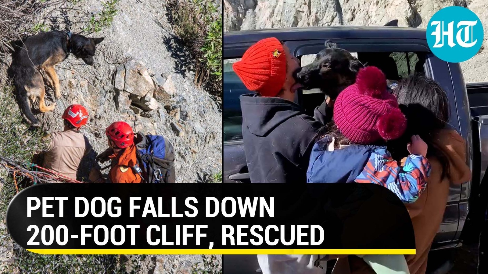 Viral: Dog reunites with owners after falling down a 200-foot cliff ...
