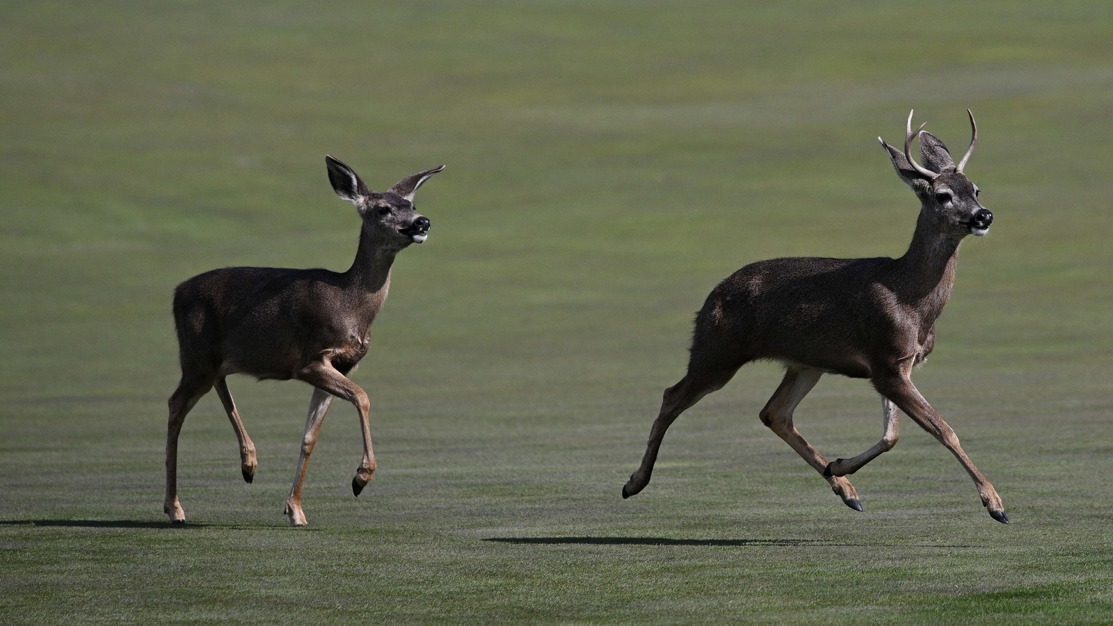 Covid-19 spread among white-tailed deer in US causes concern over new ...