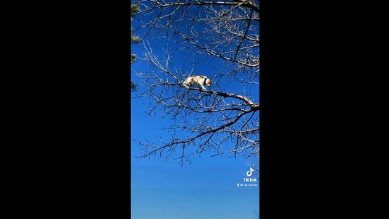 Video shows adventures of cat and its human while going on a walk ...