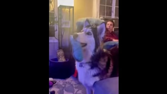 Cute doggo 'finds dream home’ in a television commercial, gets ...