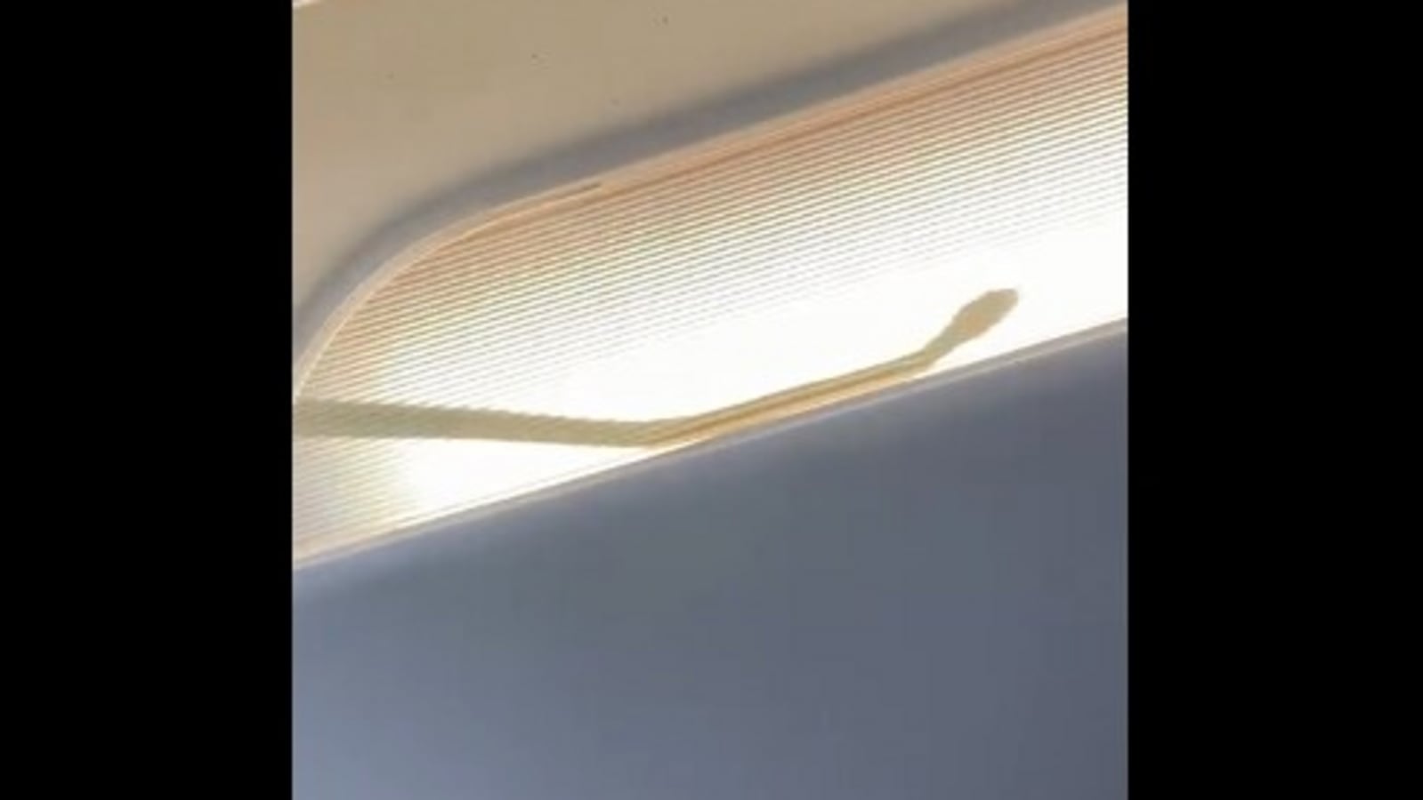 Video of snake inside a flight goes viral, scares people | Trending