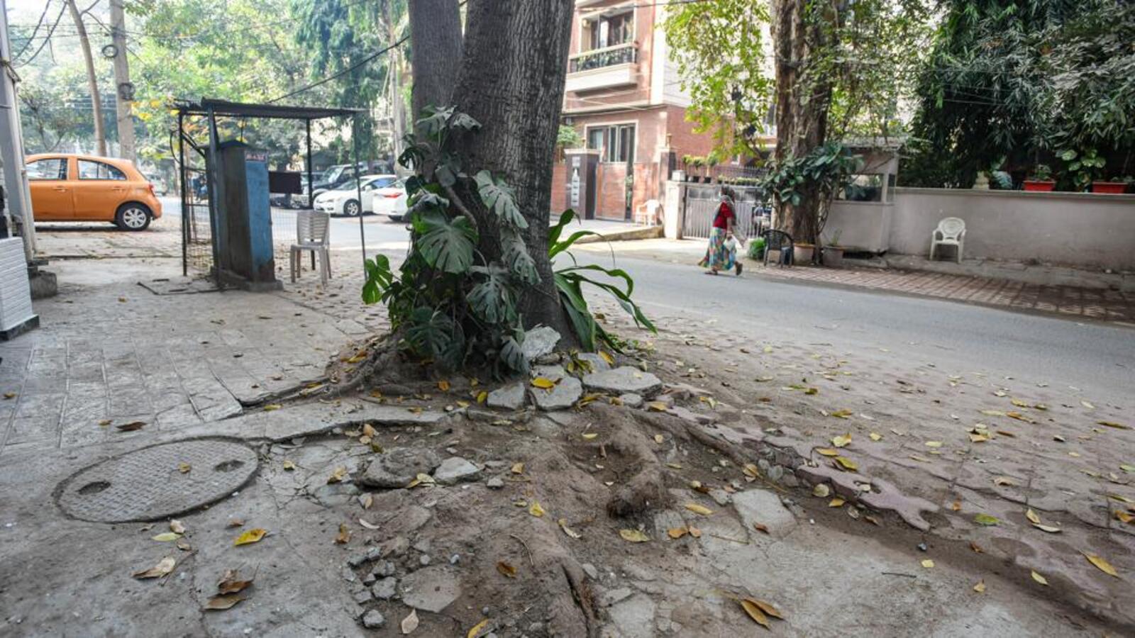 Delhi high court asks authorities to geo tag trees in Inderpuri ...