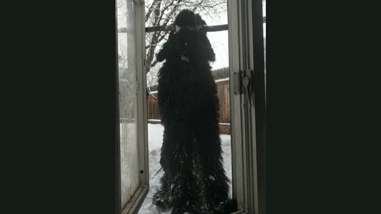 Doggo gets bamboozled as a long stick doesn't fit through the window ...