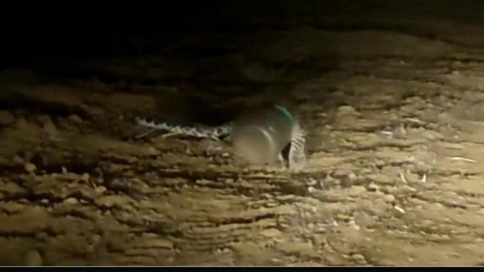 Leopard cub found with head stuck in jar recovers from dehydration ...