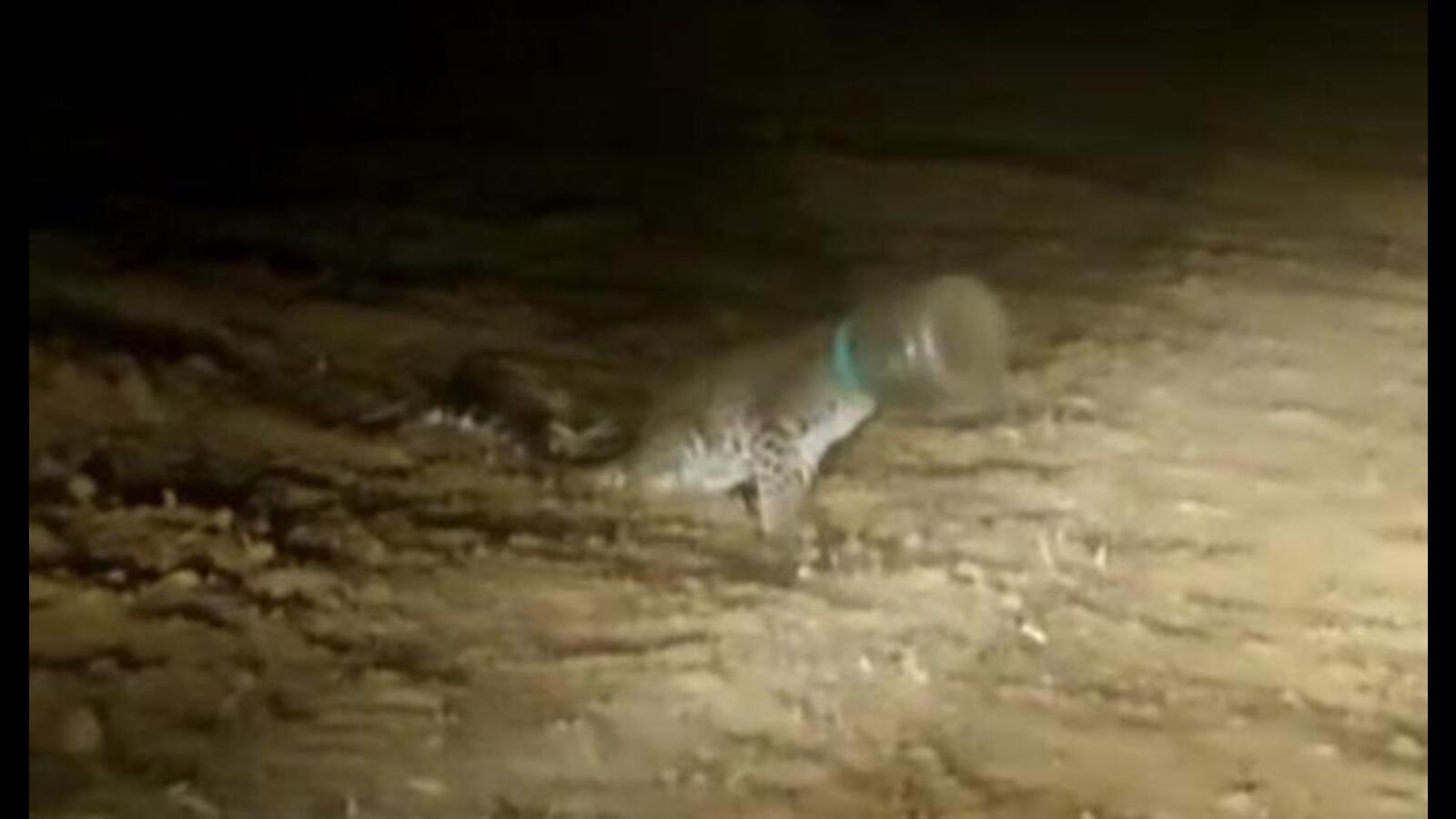 Following leopard cub’s head stuck in bottle, rescuers say waste dumped ...