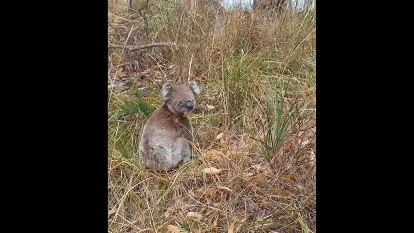 Human moves koala off narrow road to keep it safe. Watch heartwarming ...