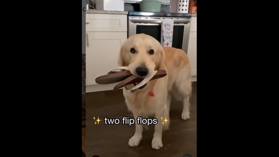 Doggo stealing random things will melt your heart. Watch adorable video ...