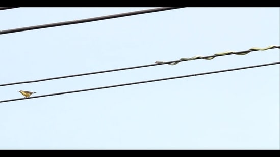 Snake crawls on powerline in search of food in Thailand. Watch scary ...