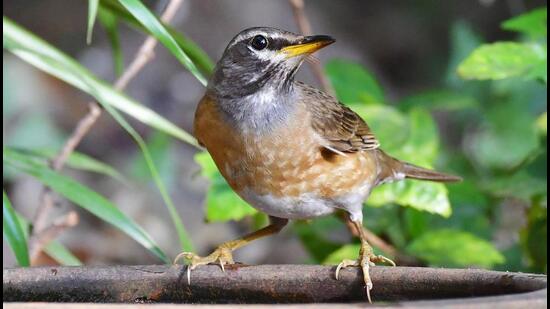 Rare male eyebrowed thrush spotted in Navi Mumbai | Mumbai news