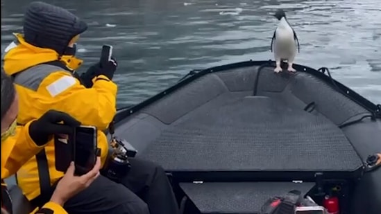 Adorable penguin gatecrashes a boat tour to reunite with friends. Watch ...