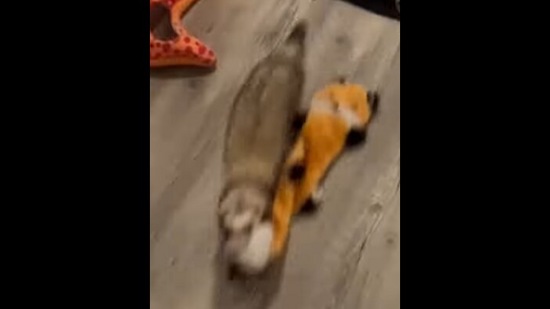 Human starts to clean up, his pet ferret decides to help him. Watch ...