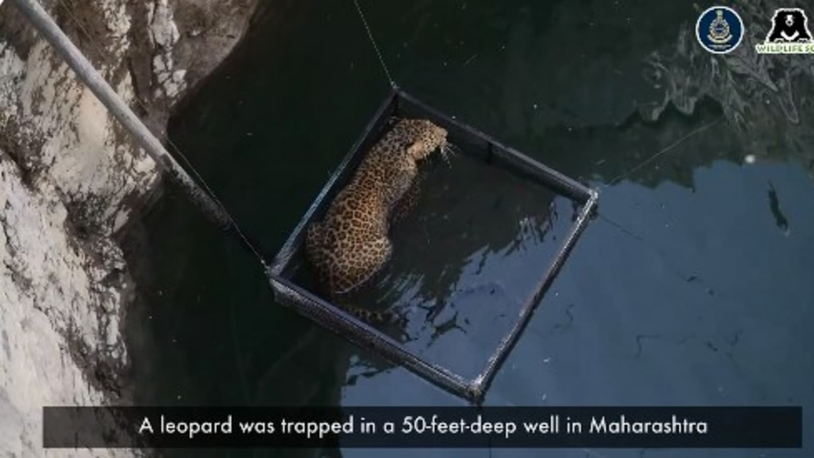 Video shows recuse of leopard stuck in 50-foot-deep open well in ...