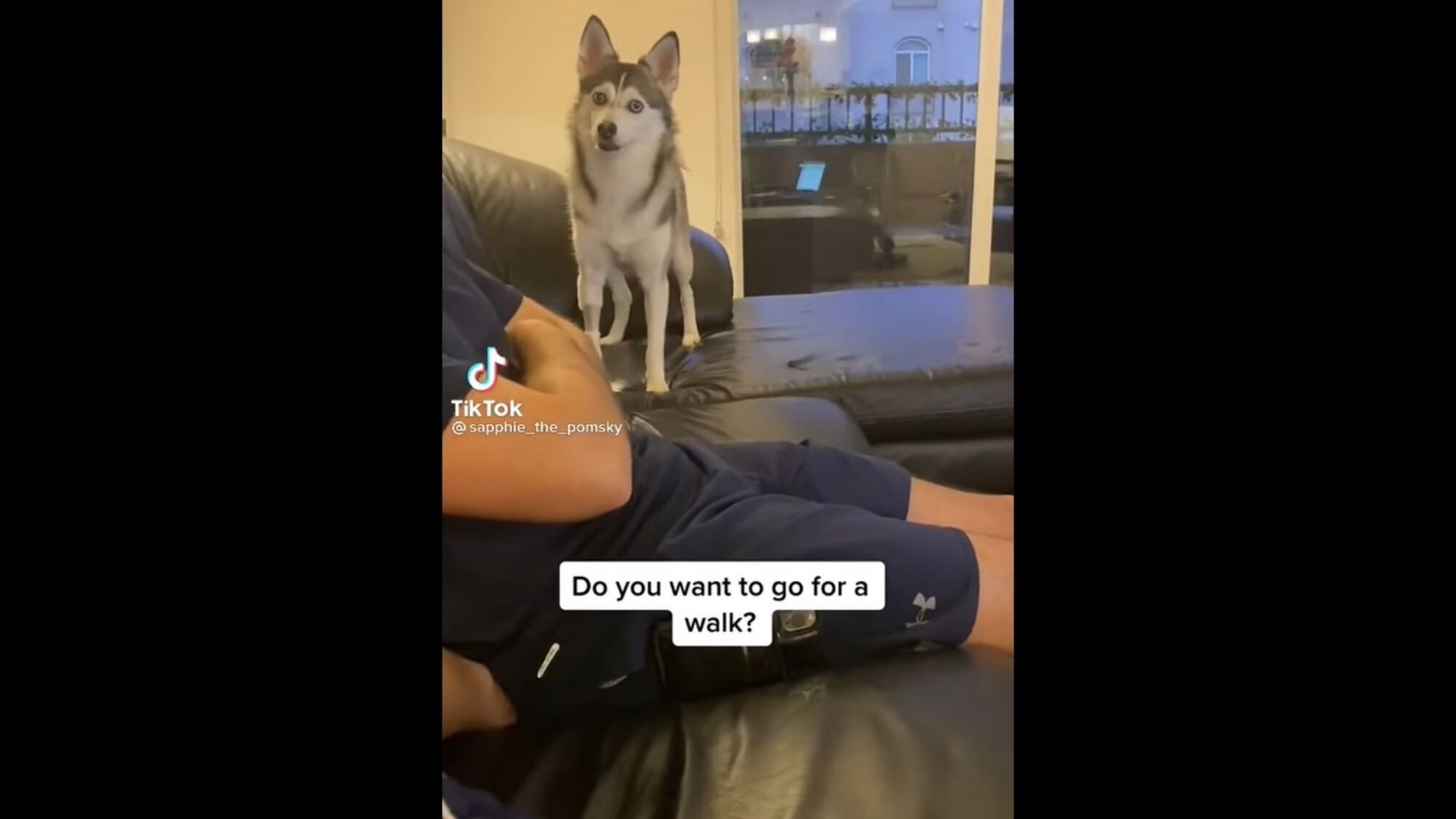 Doggo gets so excited for a walk that it can’t contain itself. Watch ...