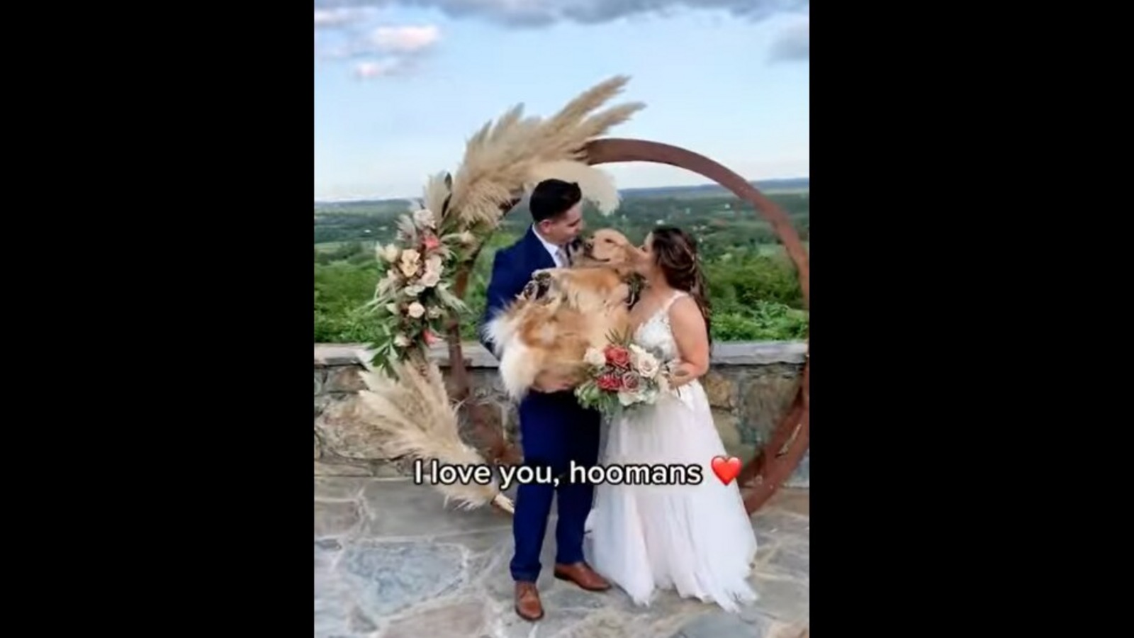Pet doggo gets embraced by couple on their wedding. Watch heartwarming ...