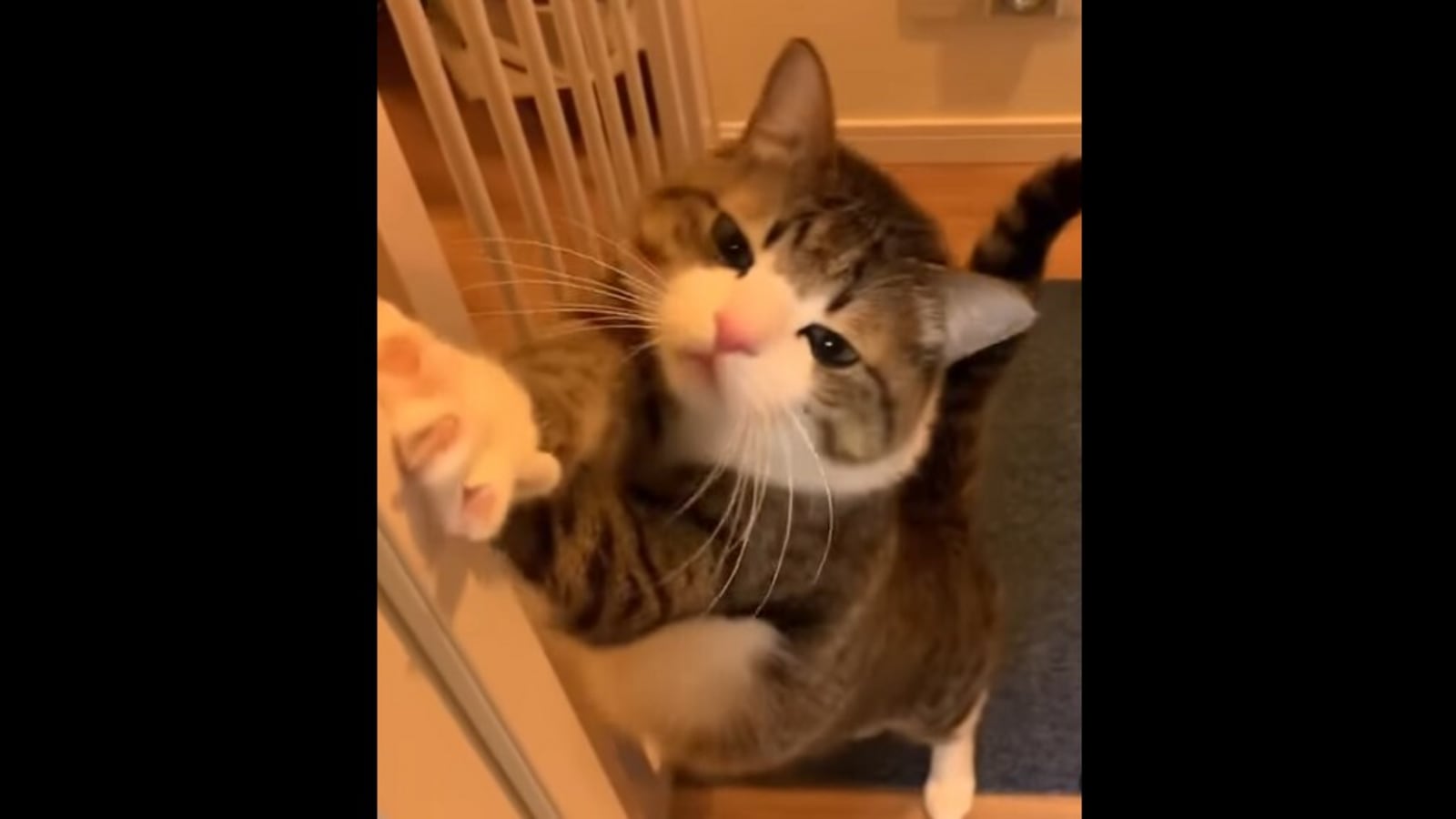 Catto uses door frame to stretch. Watch cute video to find out how ...