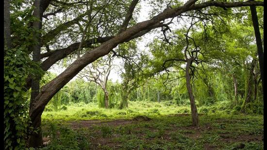 Protection of Punjab forests in focus at meeting | Hindustan Times