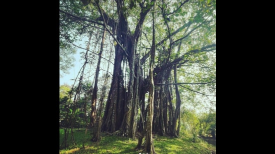 Goan in a new direction: Inside the fight to save heritage, traditions ...