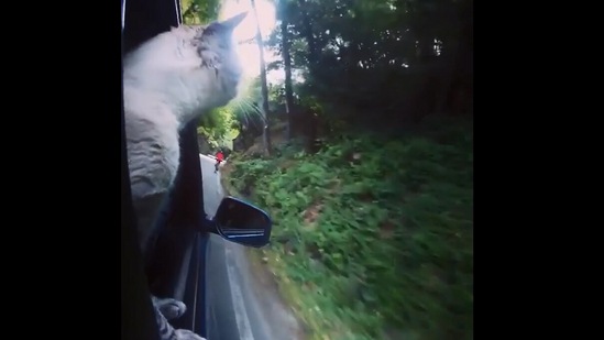 Cat goes on car ride with humans, enjoys it a lot. Watch adorable video ...