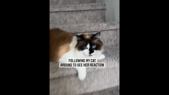 Human follows around pet cat to see her reaction. Video will crack you ...