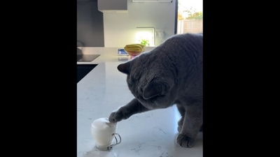 can cats die from drinking coffee