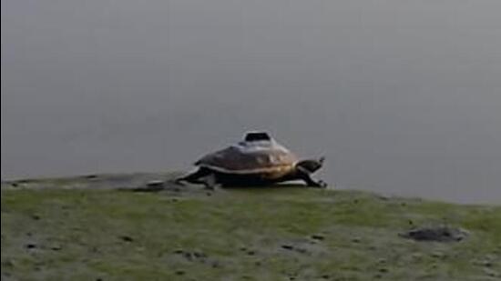 Pair of endangered turtles helps India, Bangladesh plan joint ...