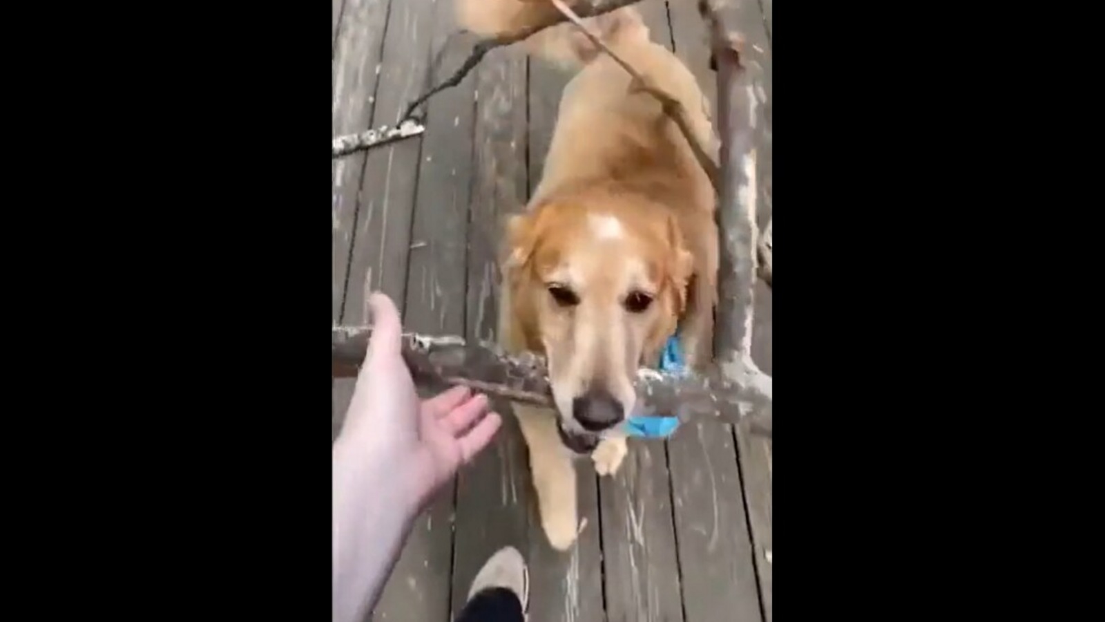 Doggo gets proud of a new stick it found, brings it to human as a gift ...