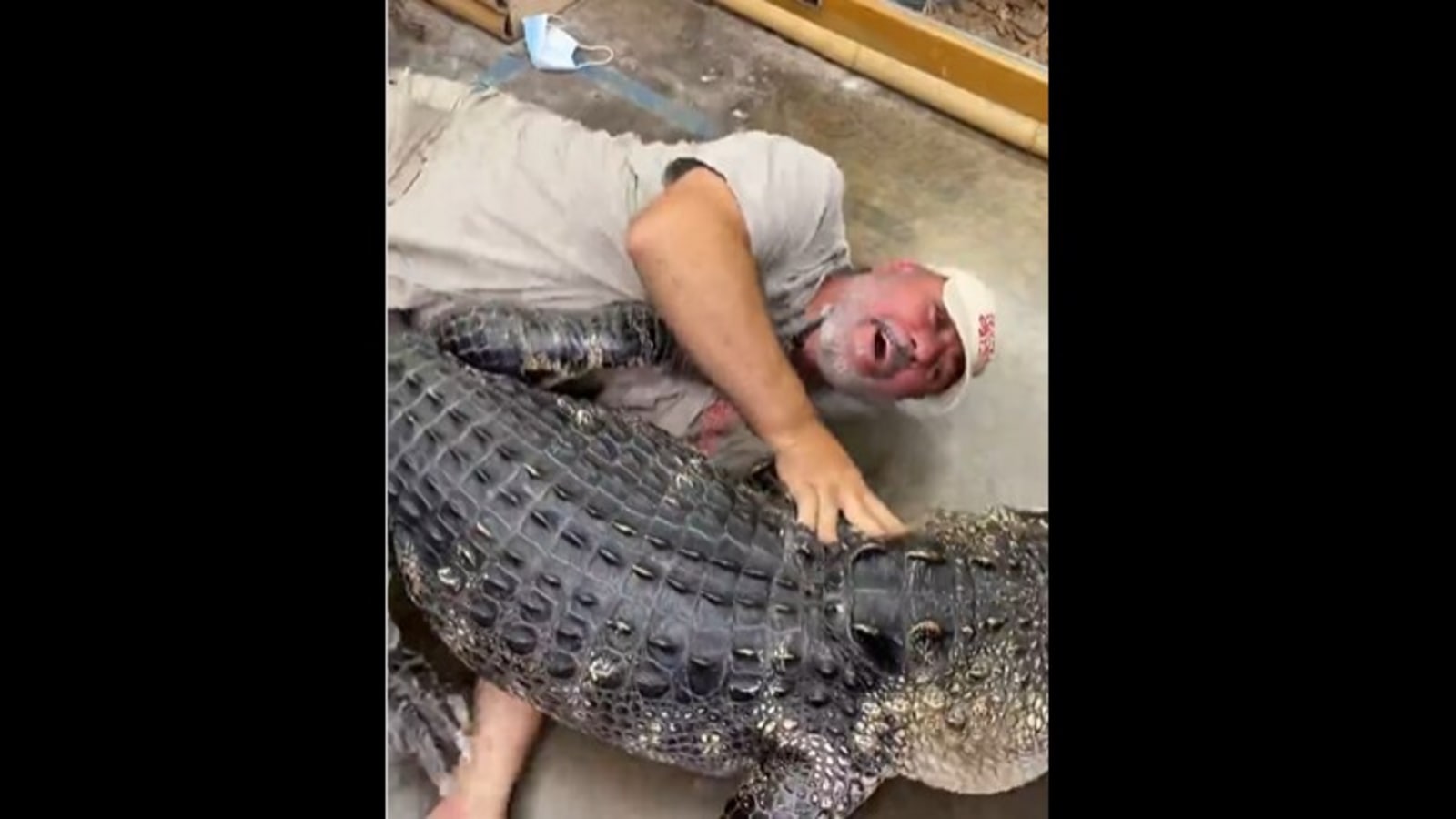 Alligator gives a hug to zookeeper lying on floor. Watch | Trending