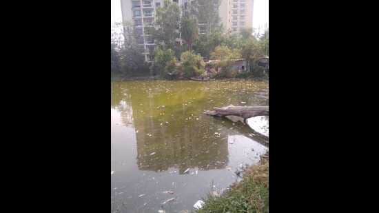 Butler Palace lake: Refuse from shanties around entering Lucknow colony ...