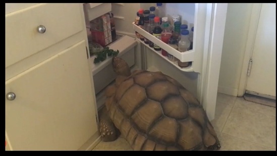 Tortoise looks inside refrigerator to find something to eat. Watch ...