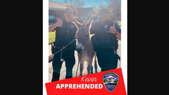 Cop says his moustache is the reason a fugitive donkey got caught ...