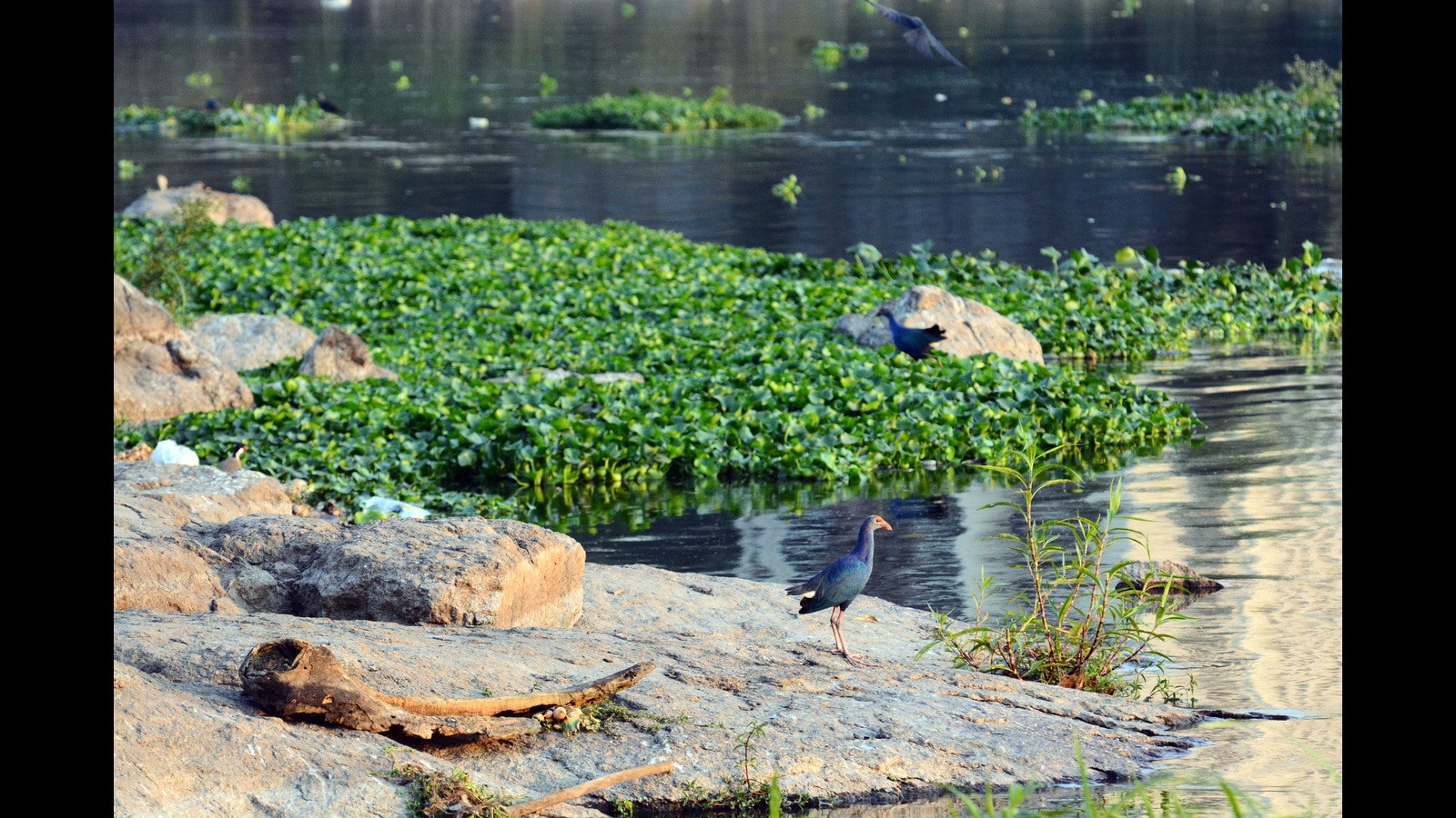 Jalshakti dept’s river pollution abatement scheme covers Mula, Mutha ...