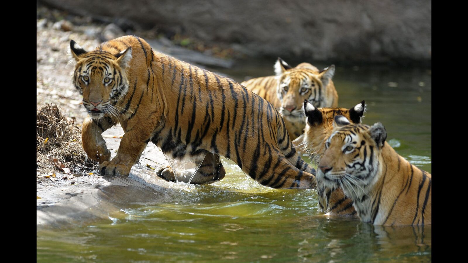 Tiger Attacking Man