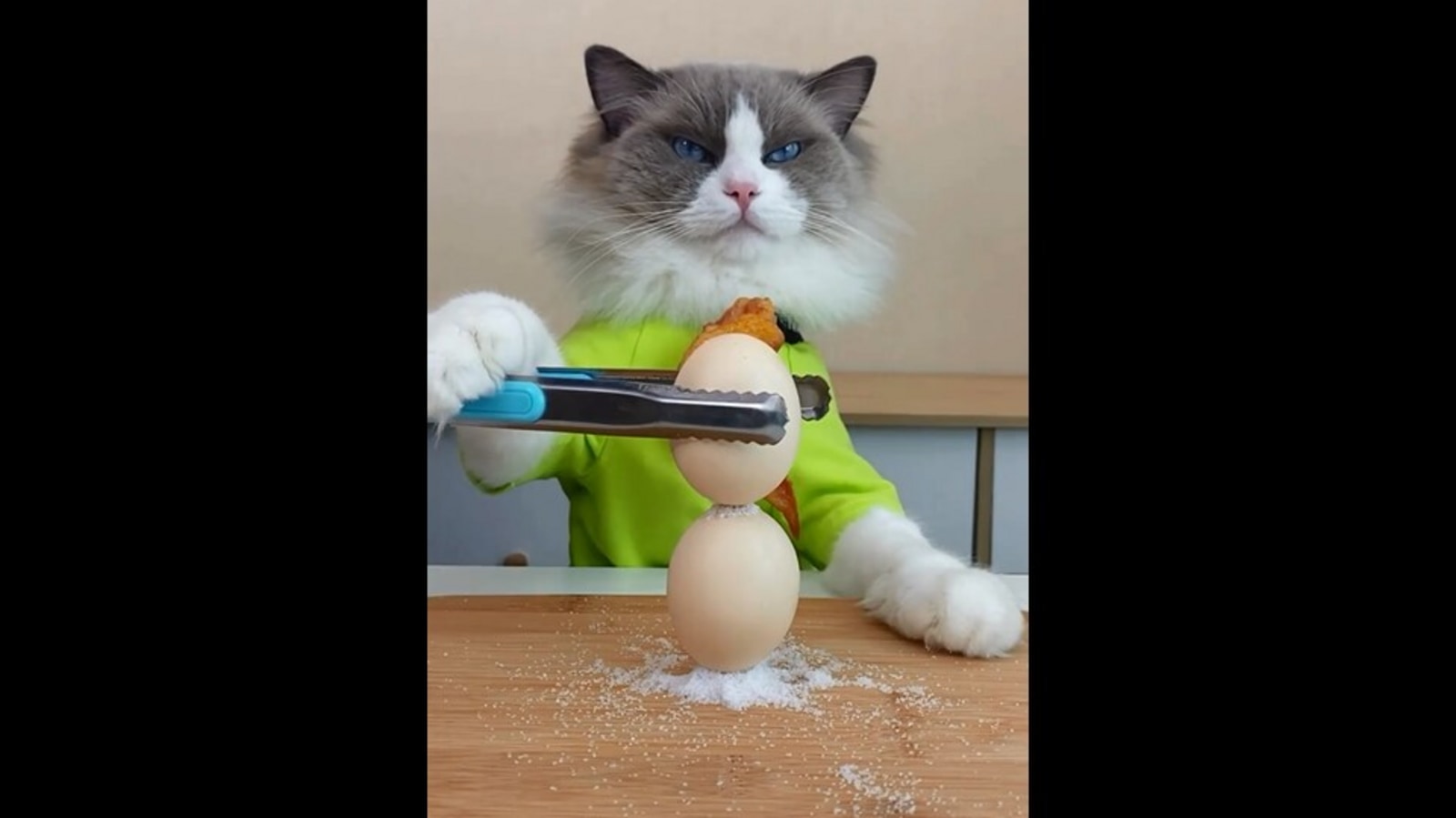 Chef cat ‘tests’ weird viral hacks so you don’t have to. Watch ...